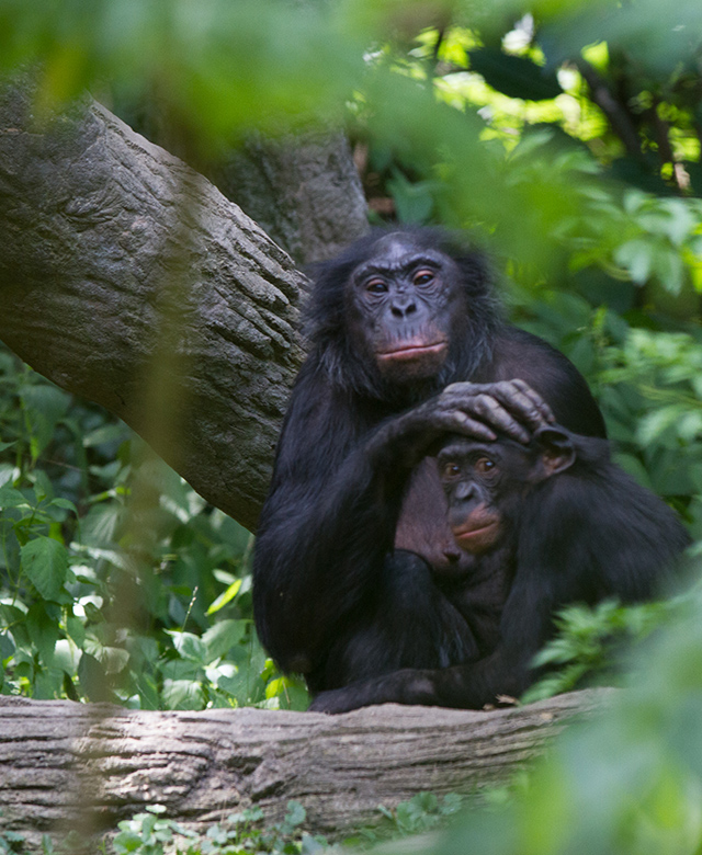 Do you know bonobos? - Miami University