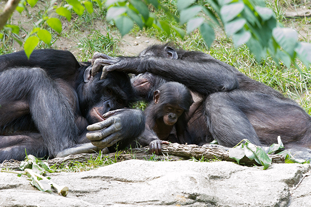 Do you know bonobos? - Miami University