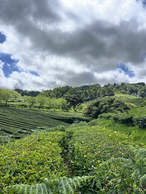 Honors Study Abroad | Special Opportunities | Honors College | Miami ...